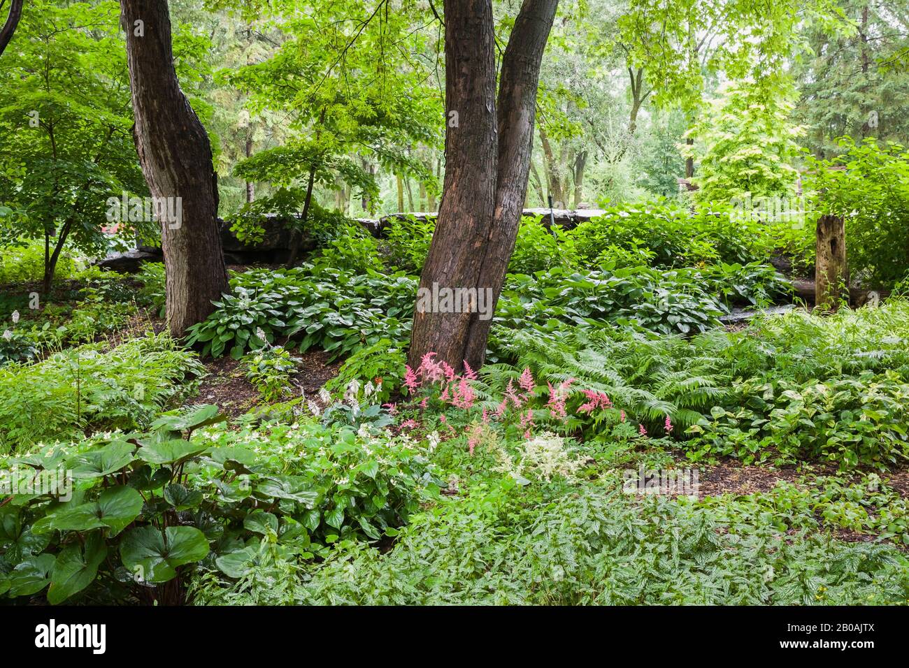 Deciduous trees underplanted with pink Astilbe, Hosta - Plaintain Lily ...