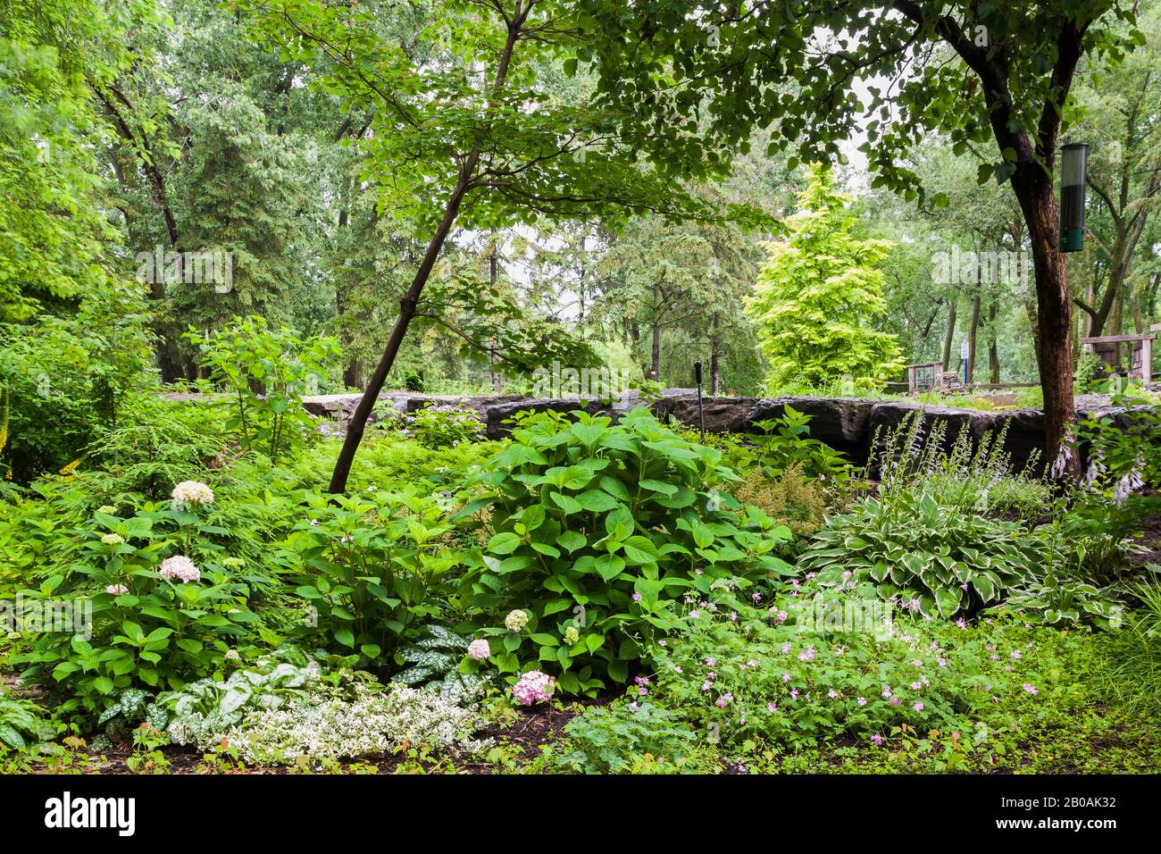 Pink Hydrangea, Hosta - Plaintain Lily, Metasequoia glyptostroboides ...