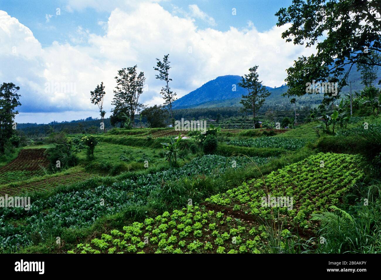 INDONESIA, BALI, NEAR LAKE BRATAN, VEGETABLE FIELDS IN HIGHLANDS Stock ...