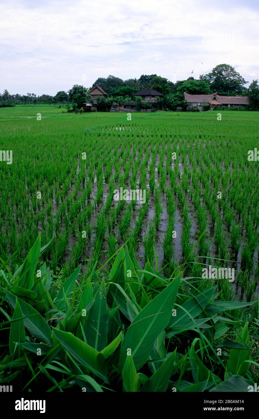 INDONESIA, BALI, UBUD, RICE FIELDS Stock Photo - Alamy