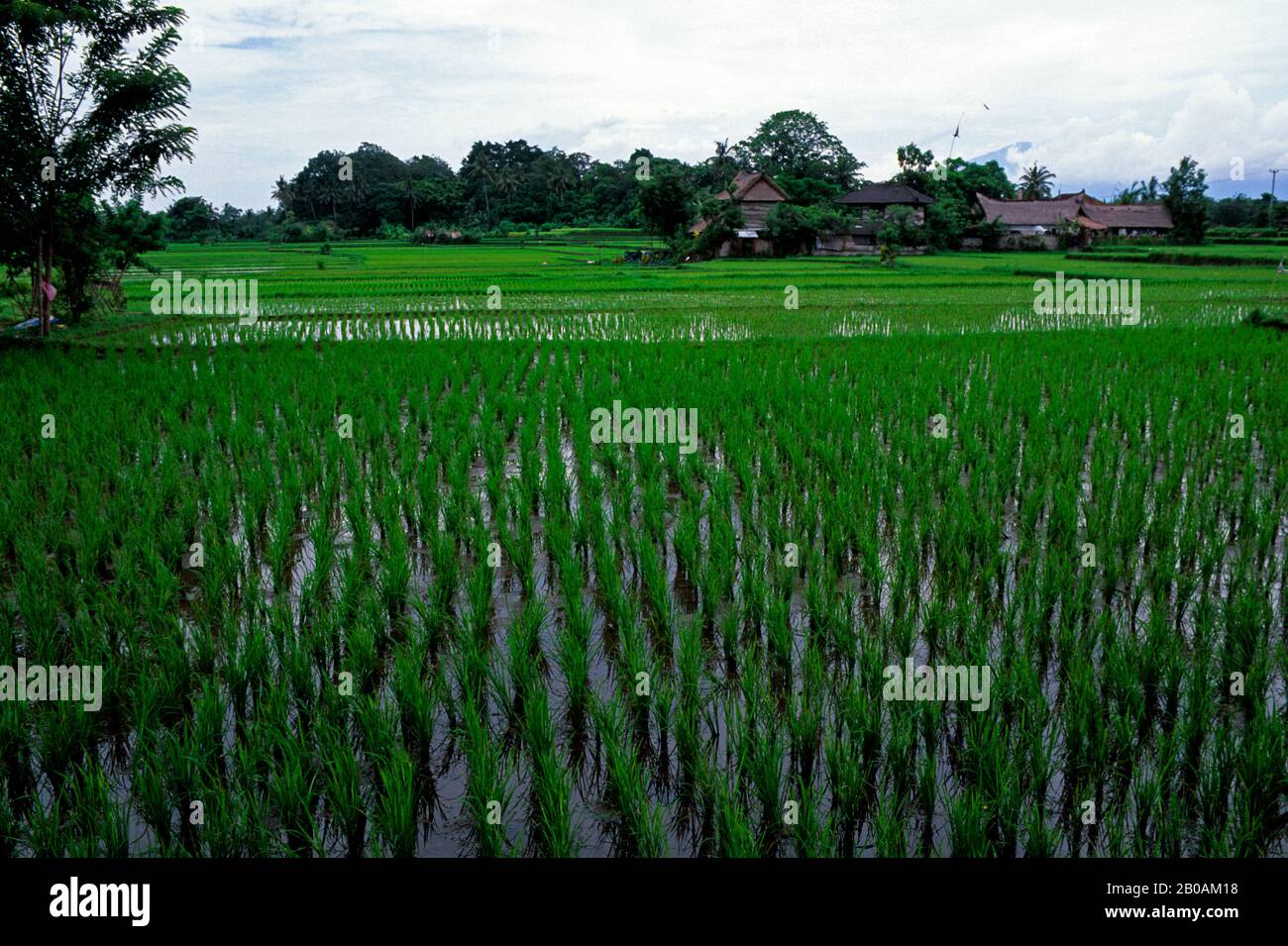 INDONESIA, BALI, UBUD, RICE FIELDS Stock Photo - Alamy