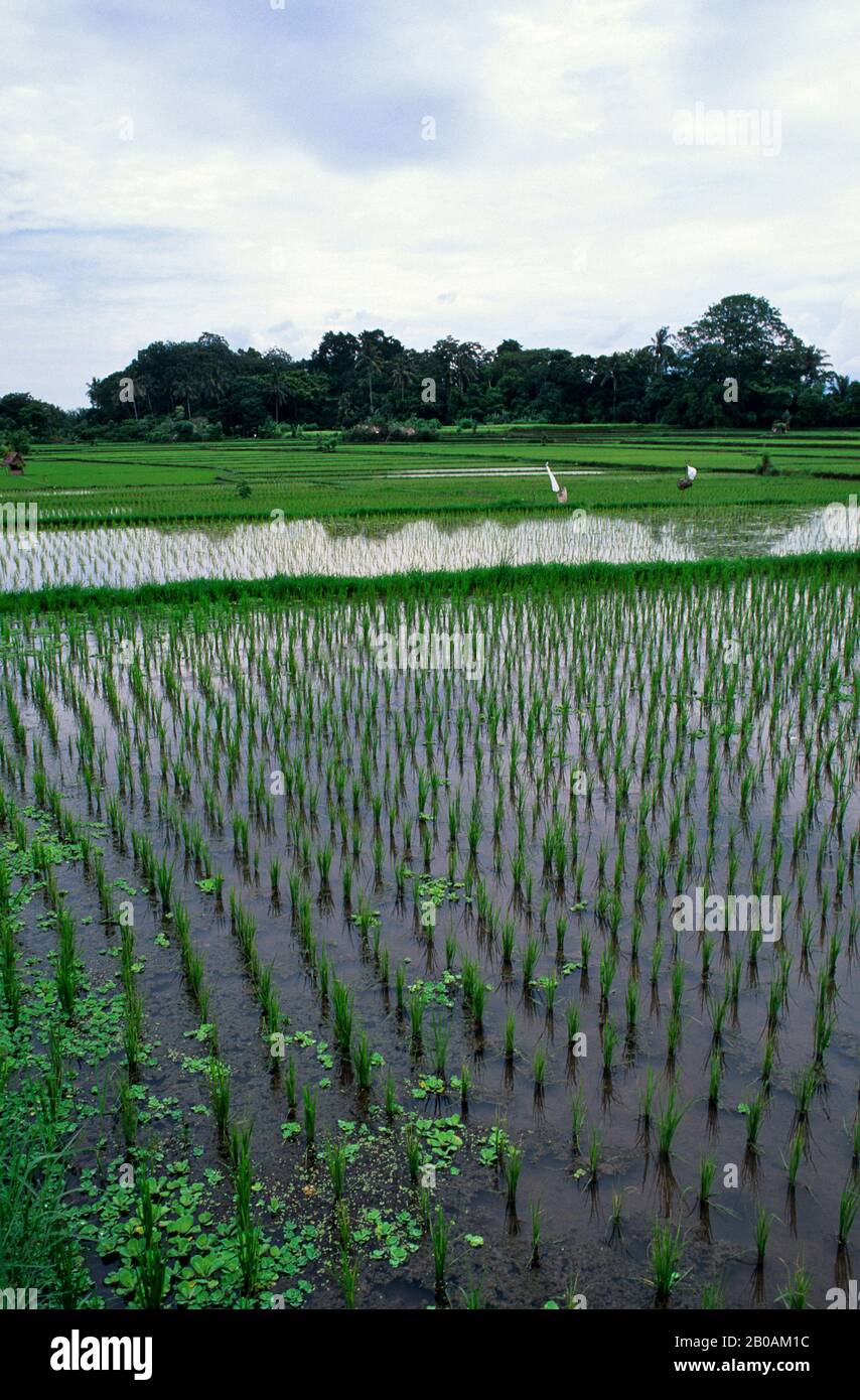 INDONESIA, BALI, UBUD, RICE FIELDS Stock Photo - Alamy