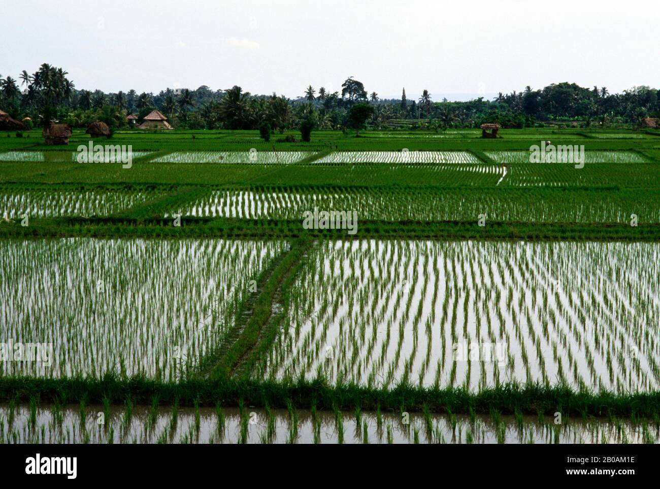 INDONESIA, BALI, UBUD, RICE FIELDS Stock Photo - Alamy