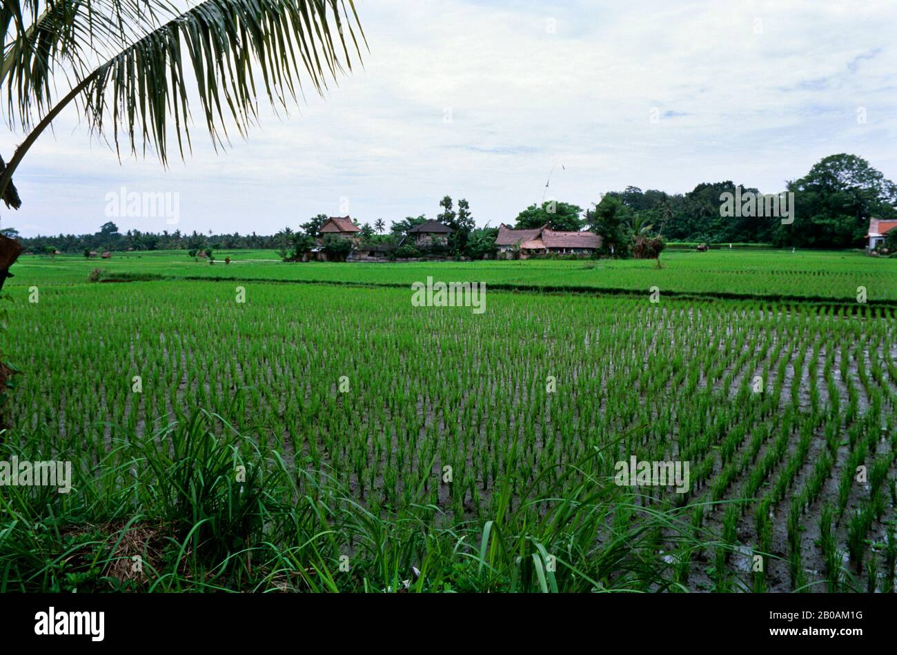 INDONESIA, BALI, UBUD, RICE FIELDS Stock Photo - Alamy