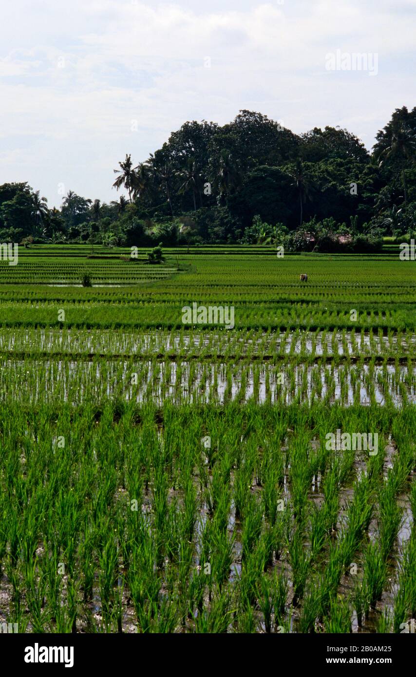 INDONESIA, BALI, UBUD, RICE FIELDS Stock Photo - Alamy