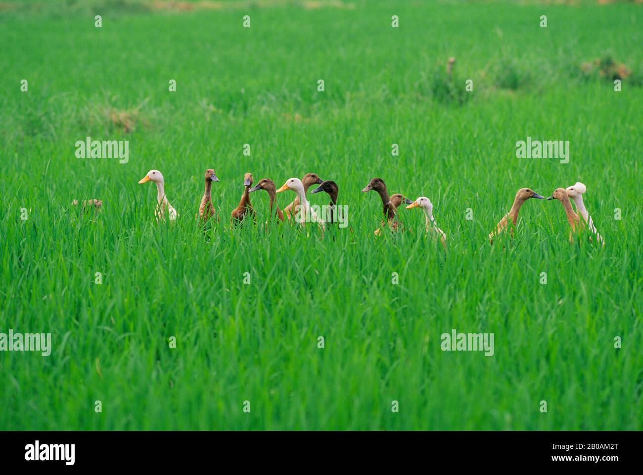 INDONESIA, BALI, UBUD, DUCKS IN RICE FIELD Stock Photo - Alamy