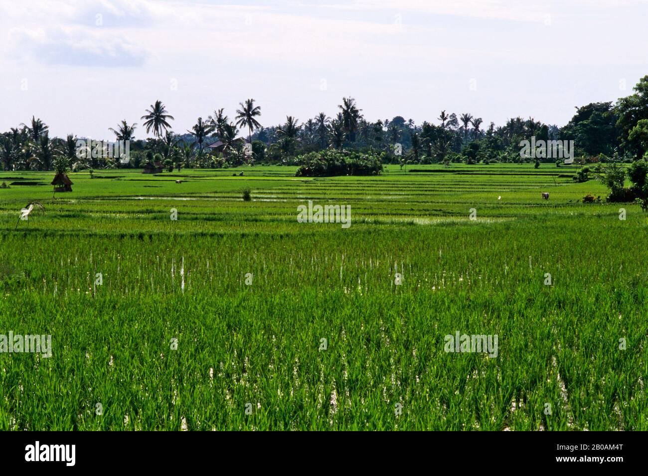 INDONESIA, BALI, UBUD, RICE FIELDS Stock Photo - Alamy