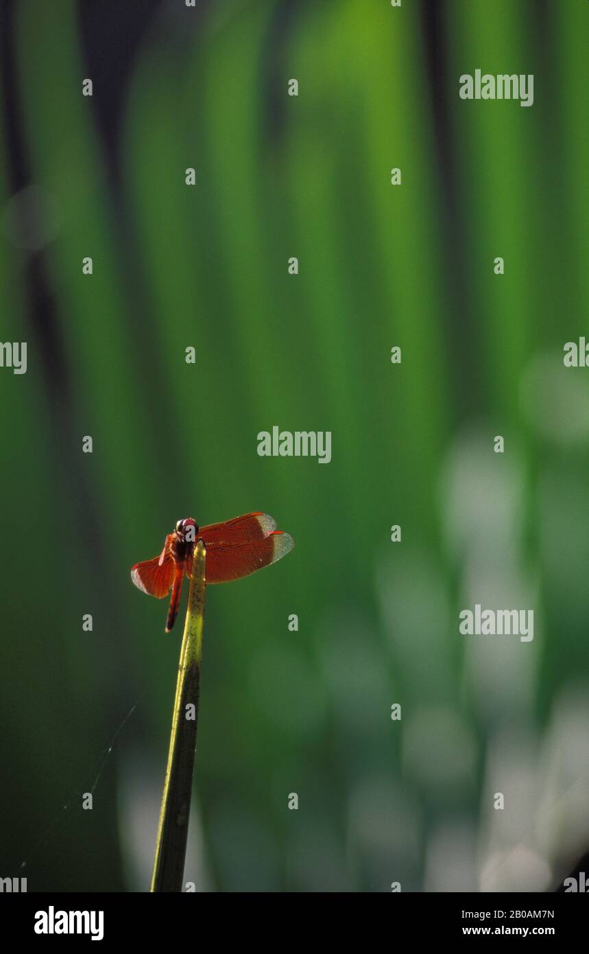 INDONESIA, BALI, UBUD, DRAGONFLY SITTING ON PALM LEAF Stock Photo - Alamy