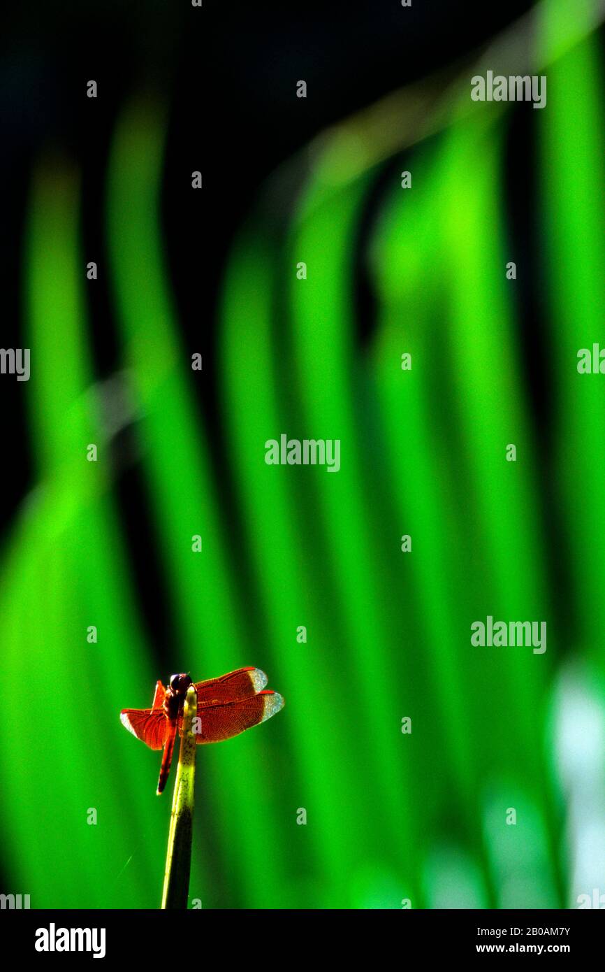 Insects of bali hi-res stock photography and images - Alamy