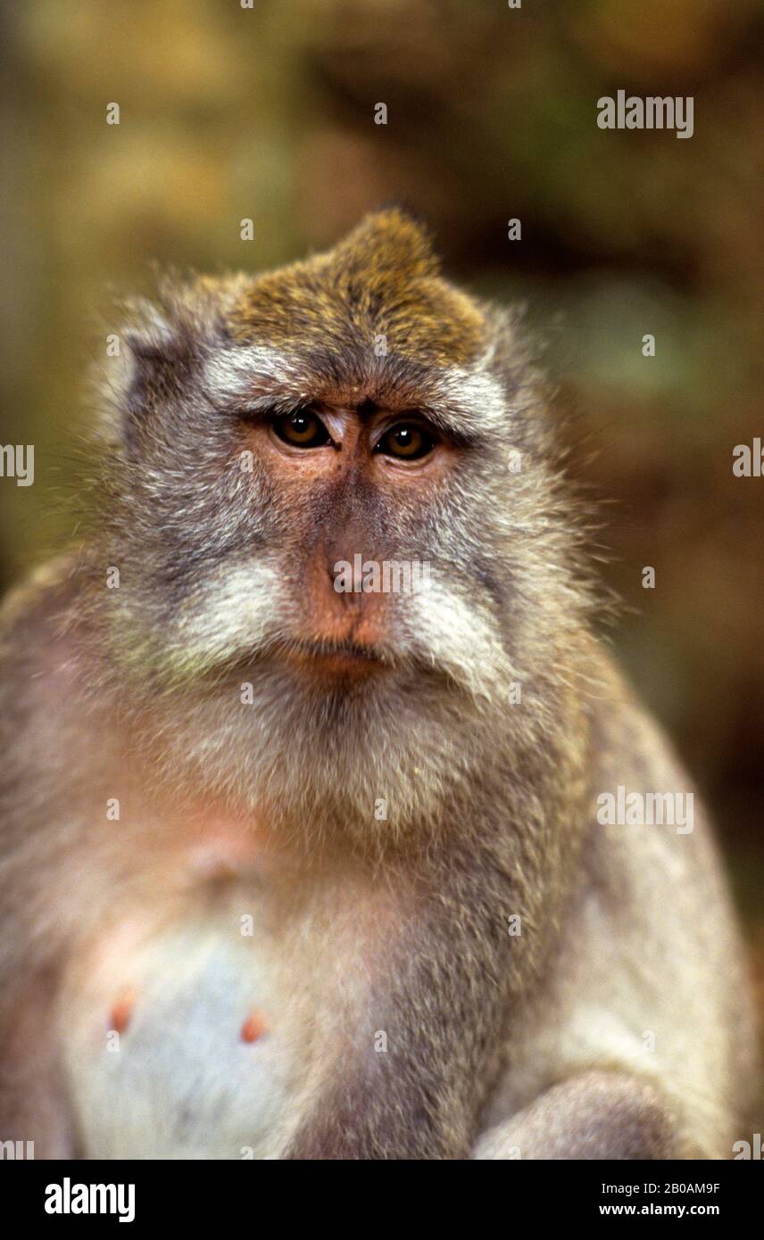 Ubud monkey forest hi-res stock photography and images - Alamy