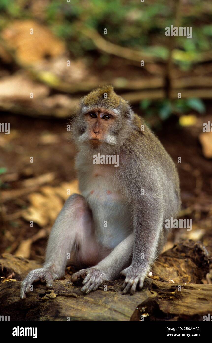Longtail macaque hi-res stock photography and images - Alamy
