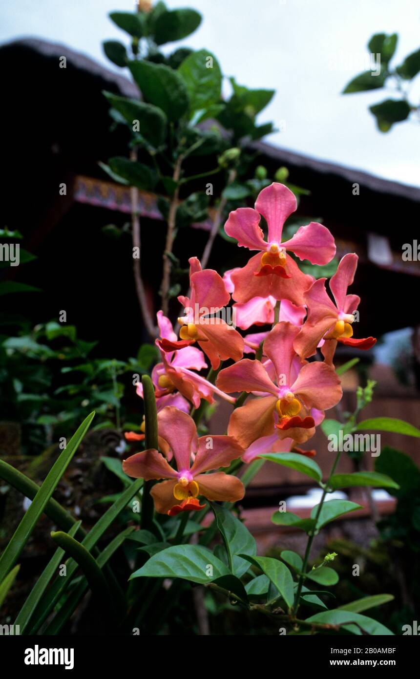 Ubud mas indonesia hi-res stock photography and images - Alamy