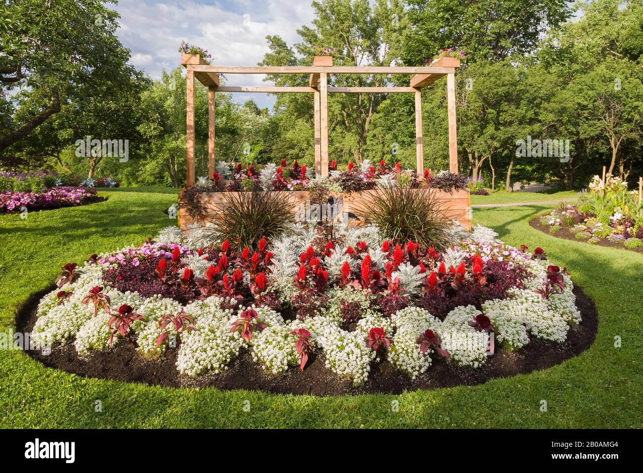 White Alyssum Ptilotrichum spinosum - Spiny Maswort, red Celosia ...