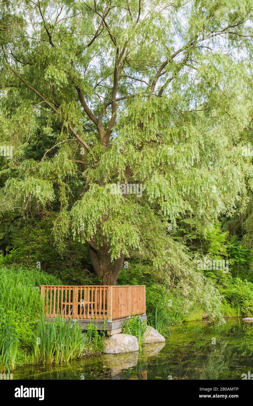 Salix - Weeping Willow tree and wooden observation deck overlooking ...