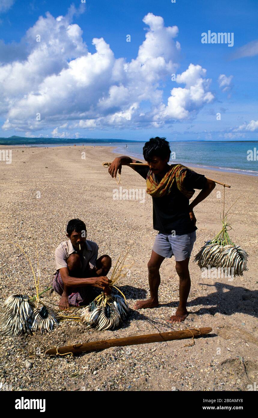 INDONESIA, SAWU (SEBA) ISLAND FISHERMEN SORTING FISH ON BEACH Stock ...