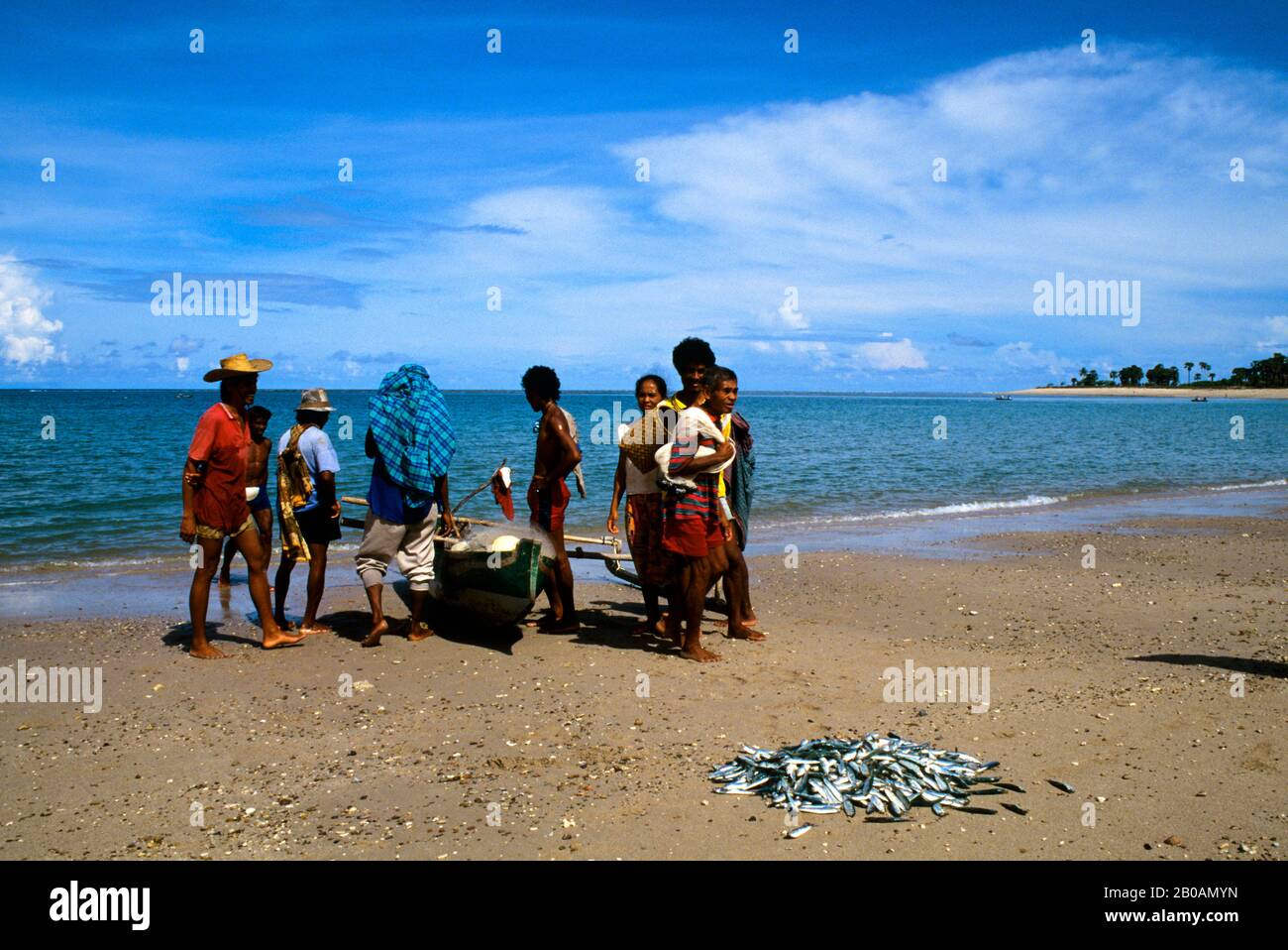 INDONESIA, SAWU (SEBA) ISLAND FISHERMEN SORTING CATCH ON BEACH Stock ...