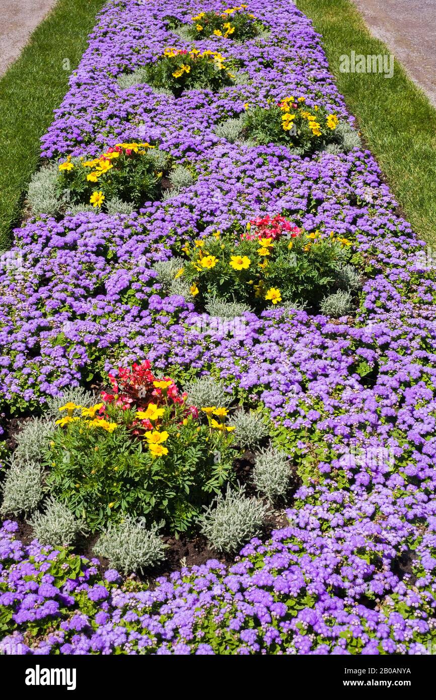 Purple begonia hi-res stock photography and images - Alamy