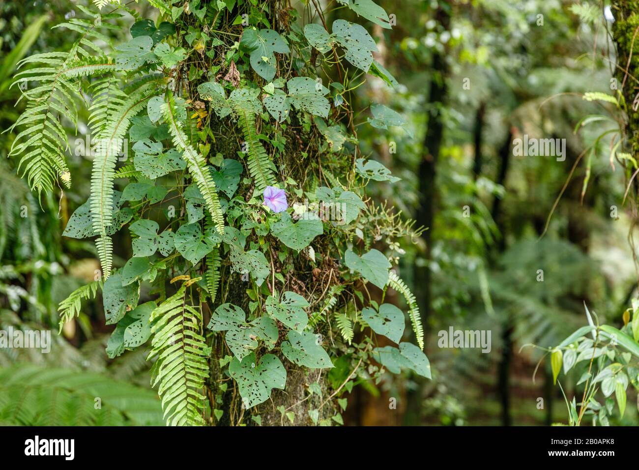 Plants and ferns on a tree trunk at Kebun Raya Bali - Bali Botanical ...