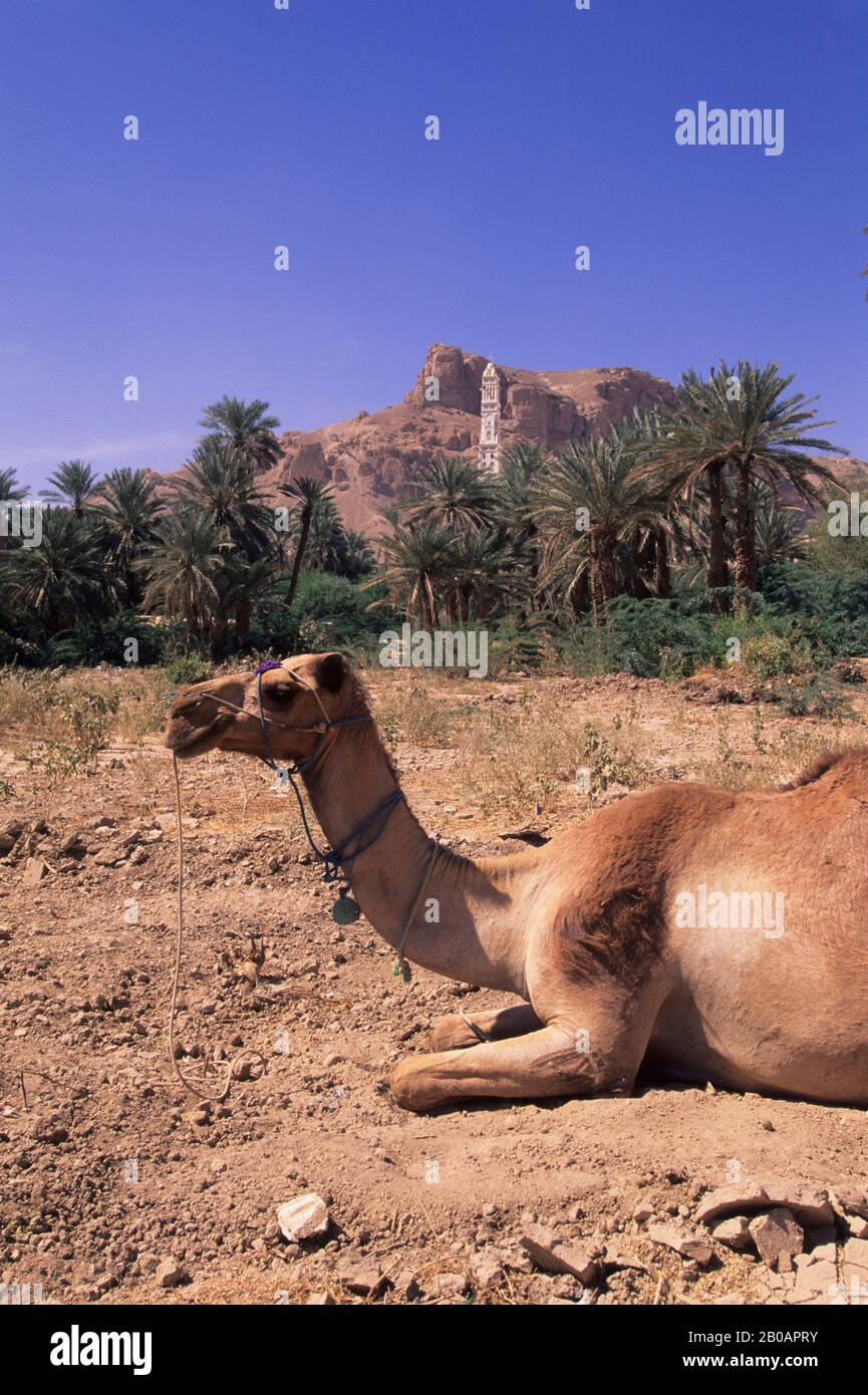 YEMEN, WADI HADRAMAWT, TARIM, CAMEL WITH PALM TREES IN BACKGROUND Stock ...