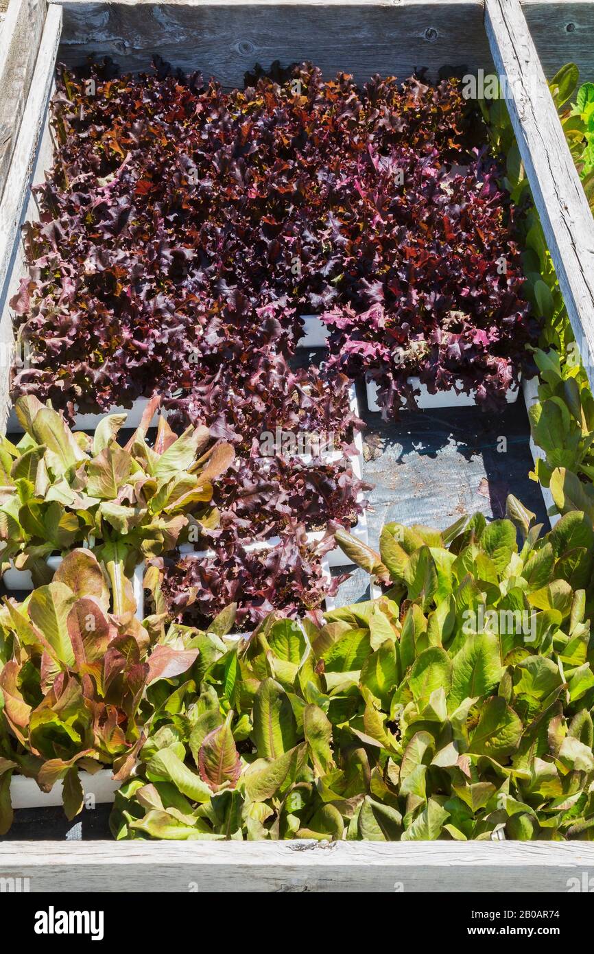 Crops containers hi-res stock photography and images - Alamy