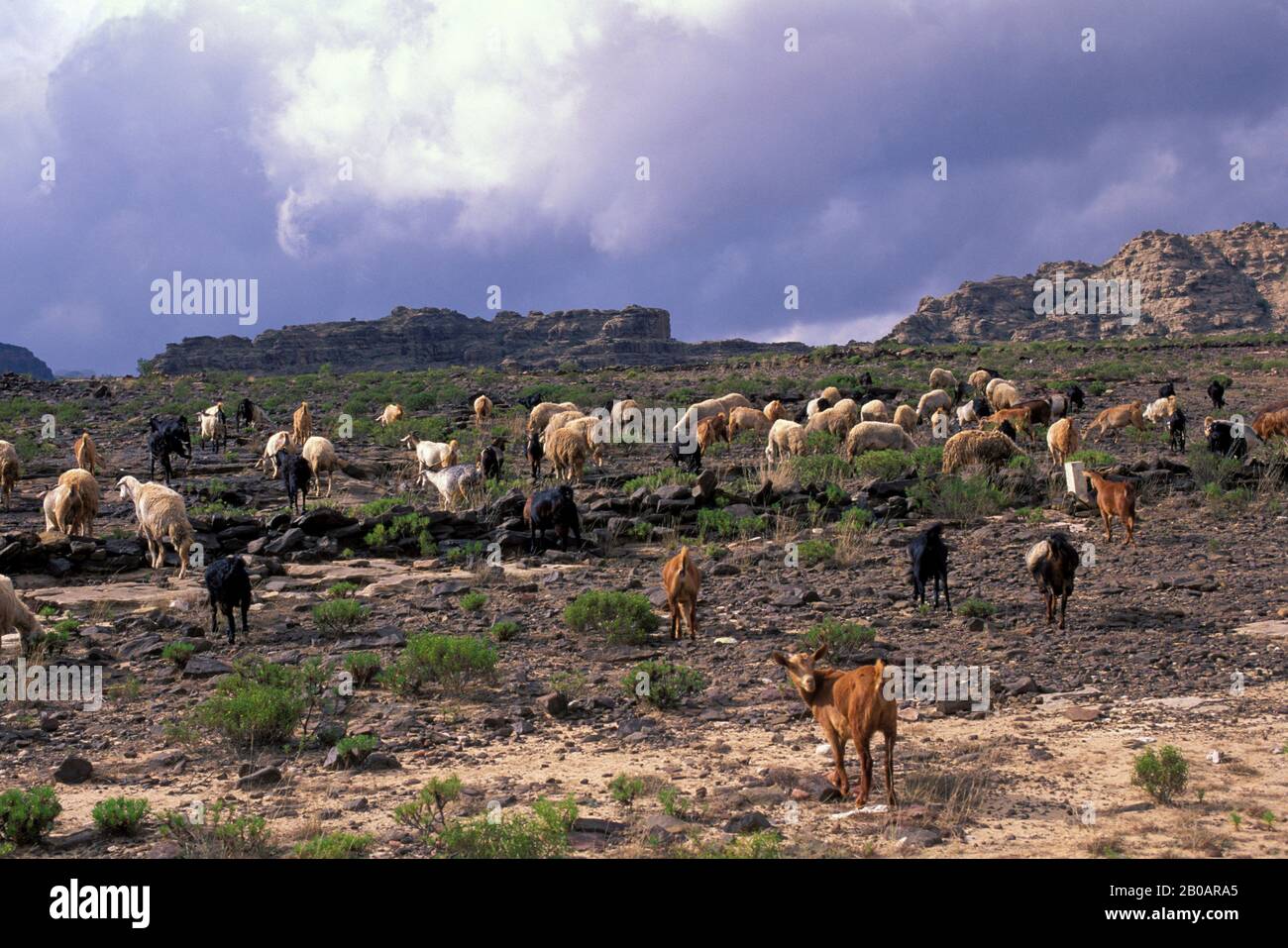 Abha saudi arabia hi-res stock photography and images - Alamy