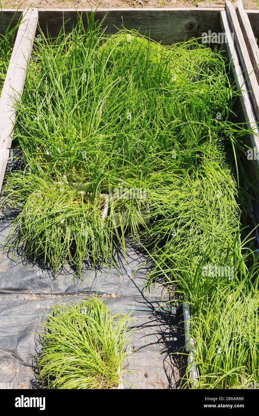 Allium cepa - Onion plants being grown organically in white styrofoam ...