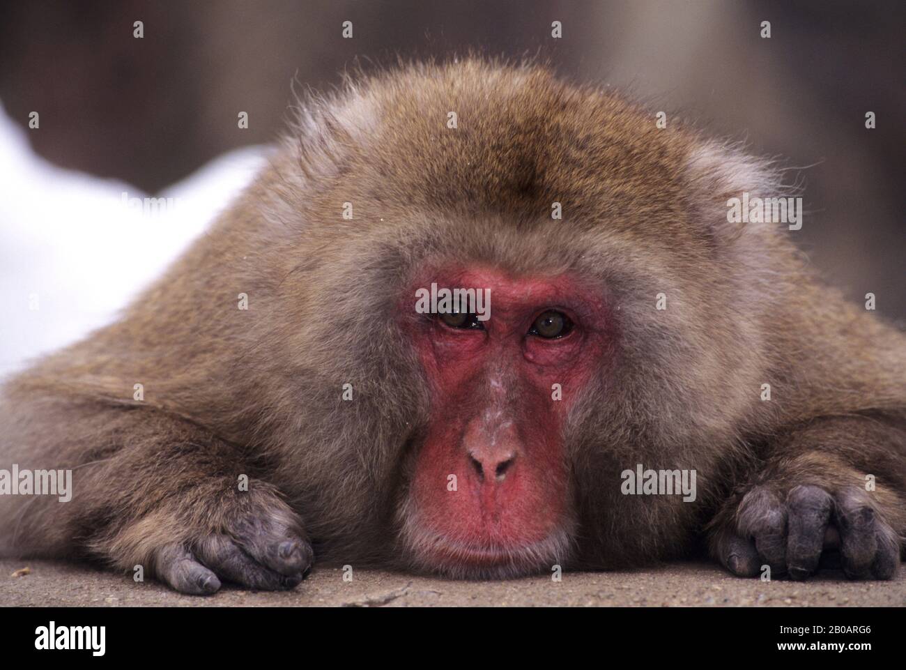 Alpha Male Animals List