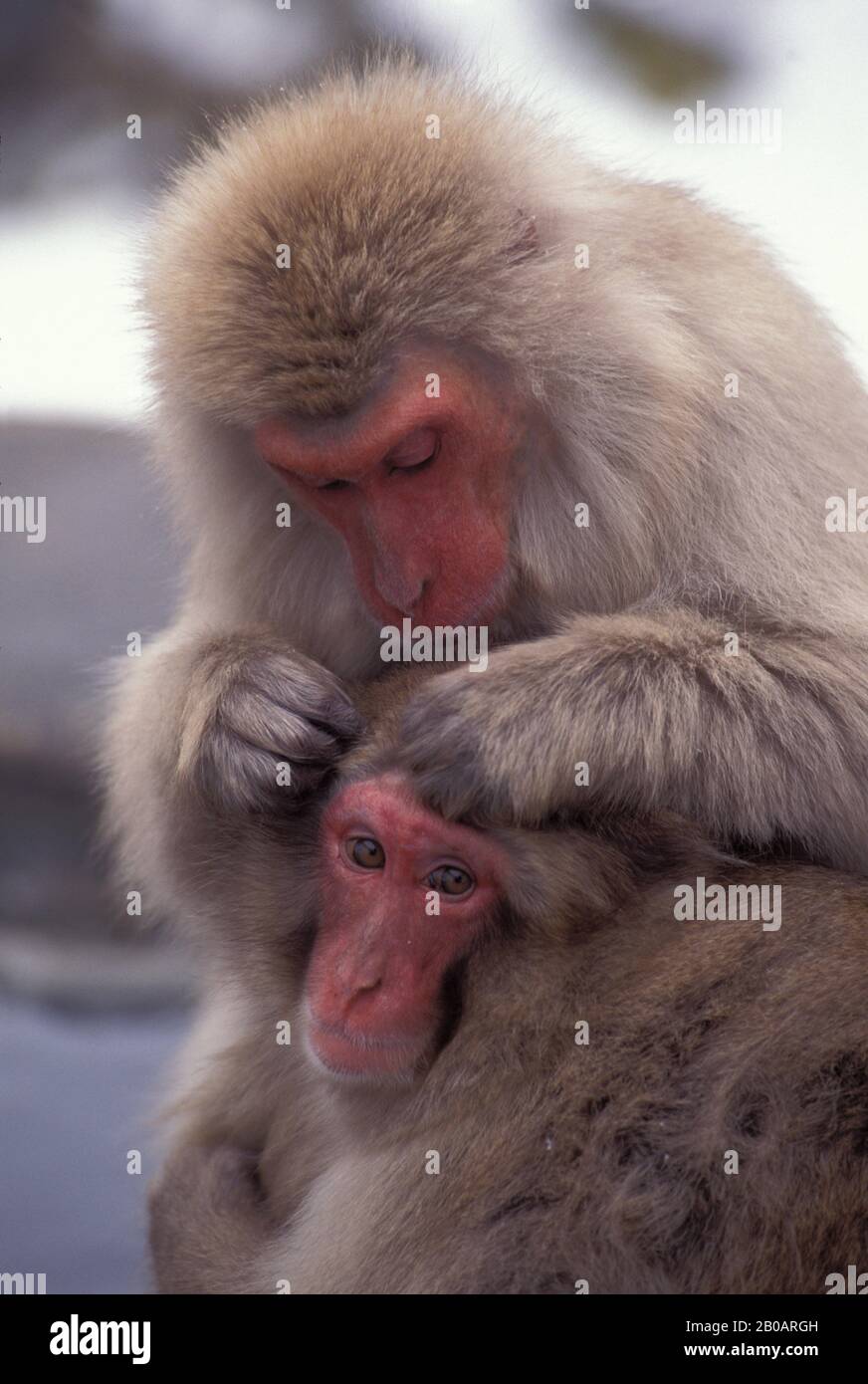 JAPAN, NEAR NAGANO, JIGOKUDANI, JAPANESE MACAQUES, SNOW MONKEYS ...