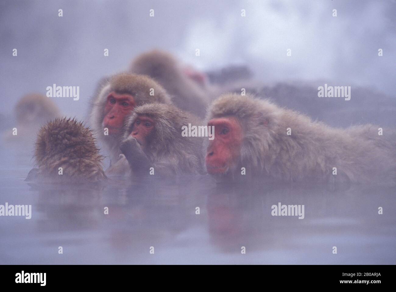 JAPAN, NEAR NAGANO, JIGOKUDANI, JAPANESE MACAQUES, SNOW MONKEYS IN HOT ...