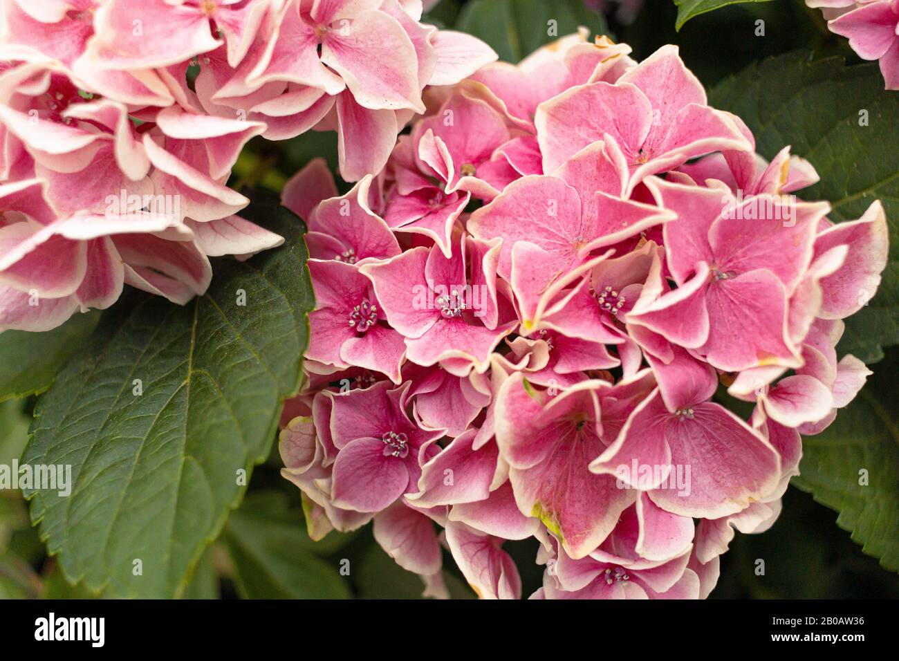 Pink Marigold at Flower Park Stock Photo - Alamy