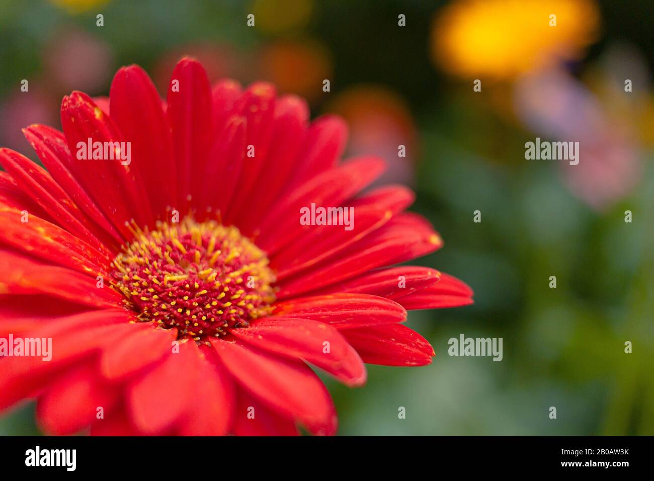 Red Daisy at Flora Park Stock Photo - Alamy