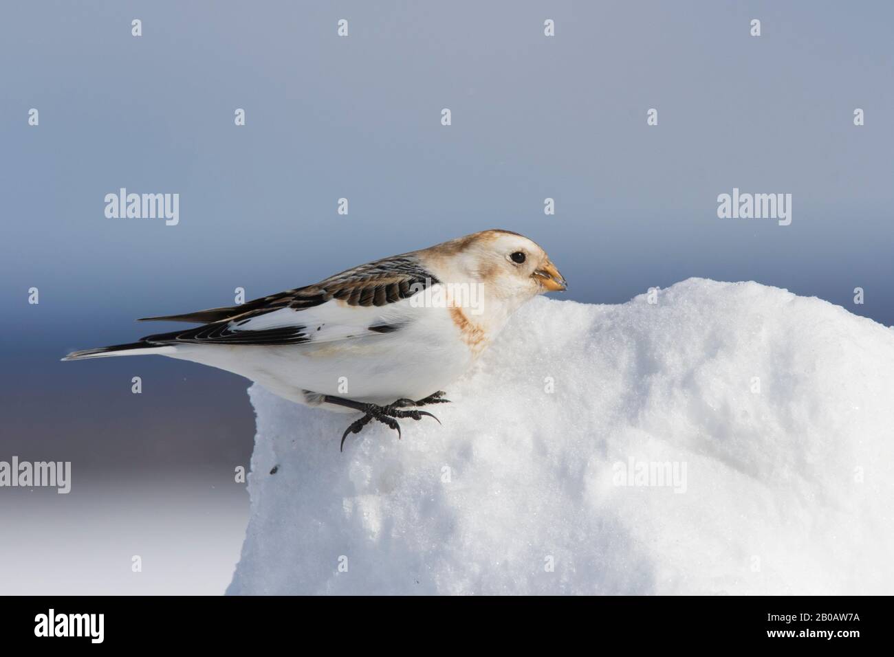 Snow bunting (Plectrophenax nivalis) feeding in winter Stock Photo - Alamy
