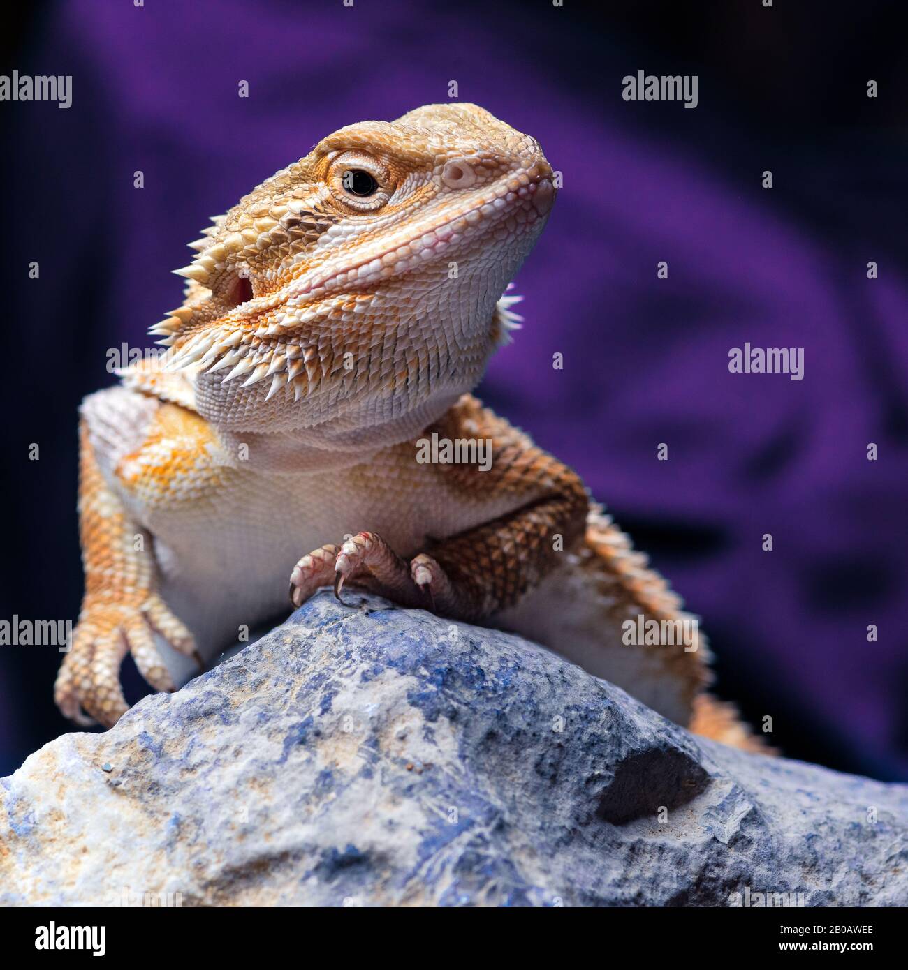 Agamidae dragons hi-res stock photography and images - Alamy
