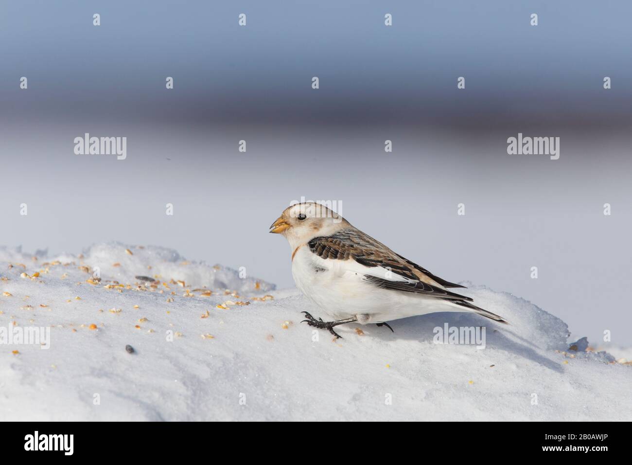 Snow bunting (Plectrophenax nivalis) feeding in winter Stock Photo - Alamy