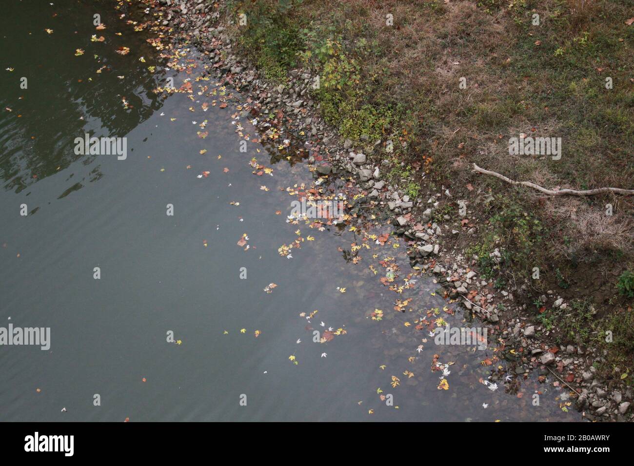 Fall leaves float on water's edge Stock Photo - Alamy