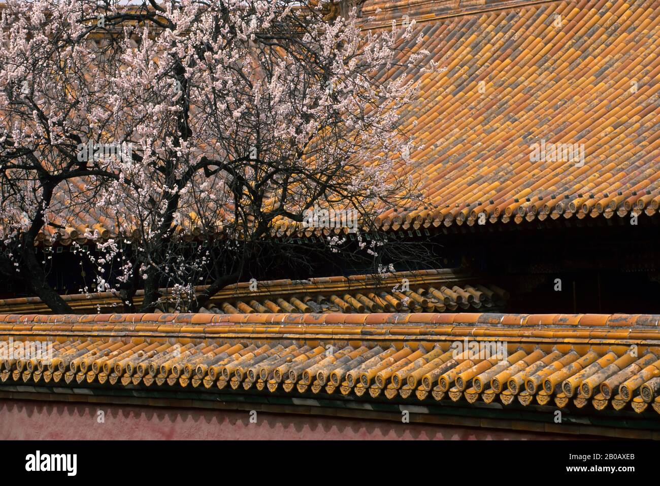 CHINA, BEIJING, FORBIDDEN CITY, IMPERIAL PALACE, FLOWERING PEACH TREE ...
