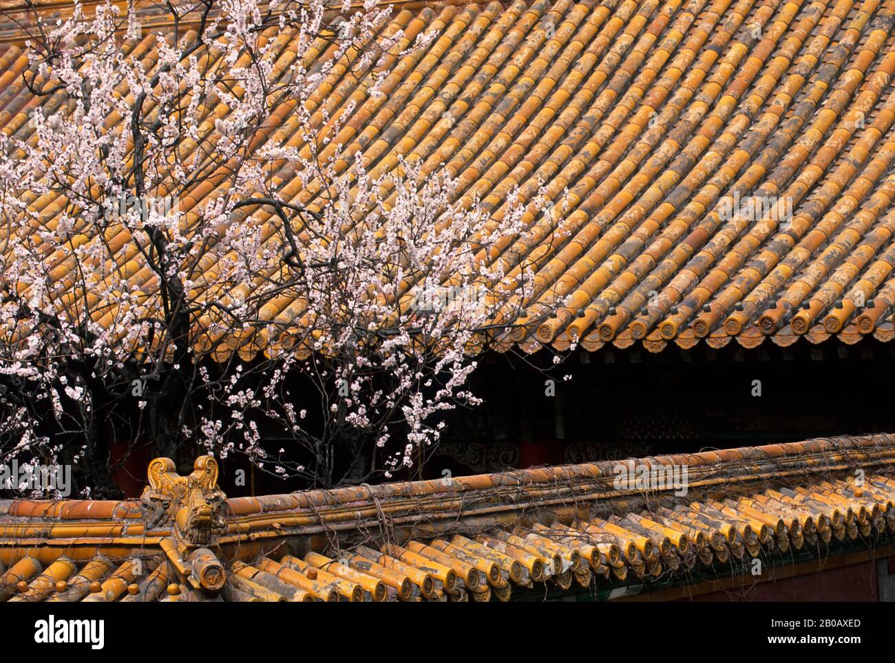 CHINA, BEIJING, FORBIDDEN CITY, IMPERIAL PALACE, FLOWERING PEACH TREE ...
