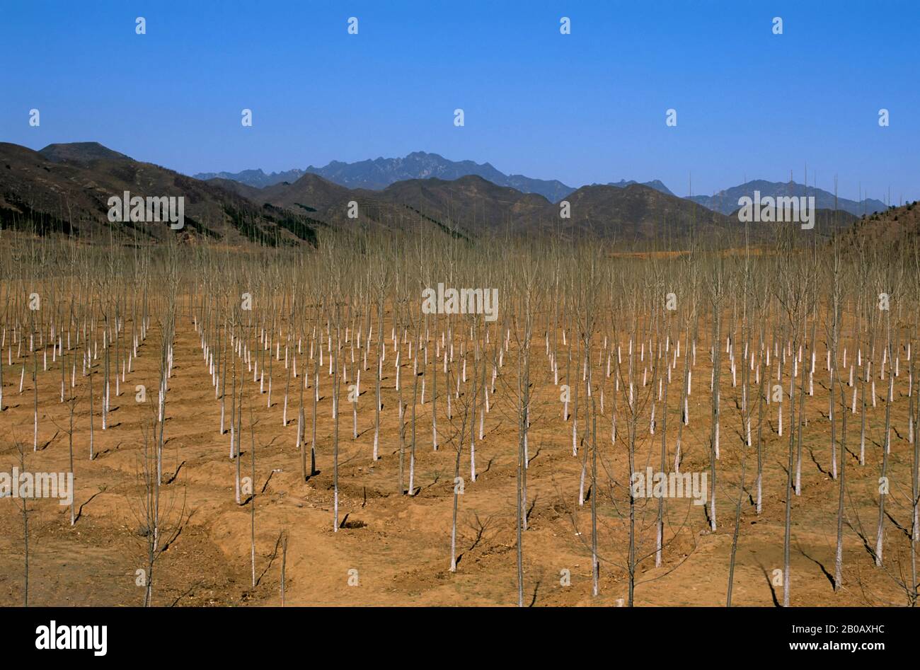 Tree nursery china hi-res stock photography and images - Alamy