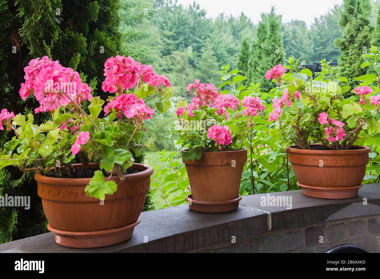 Pink Pélargonium - Geranium flowers in terracotta containers on stone ...