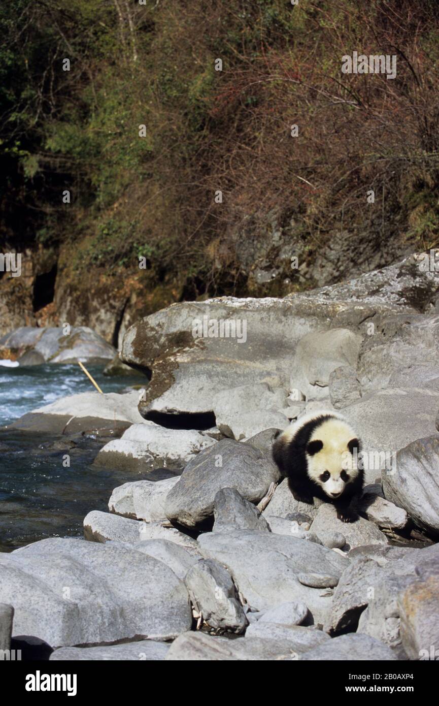 CHINA, SICHUAN PROVINCE, WOLONG PANDA RESERVE, GIANT PANDA CUB ...