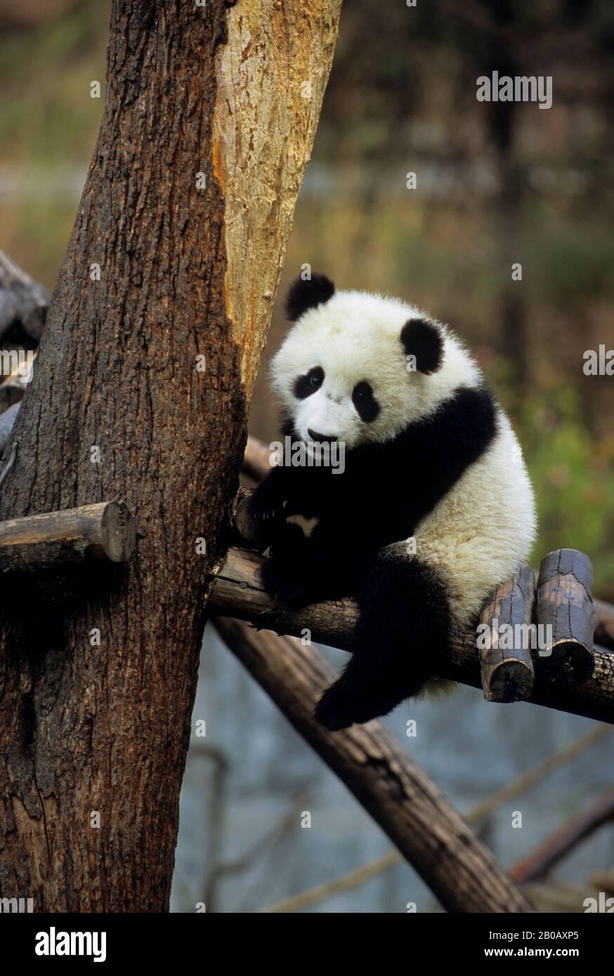 Cute Panda Cubs Play On A Slide