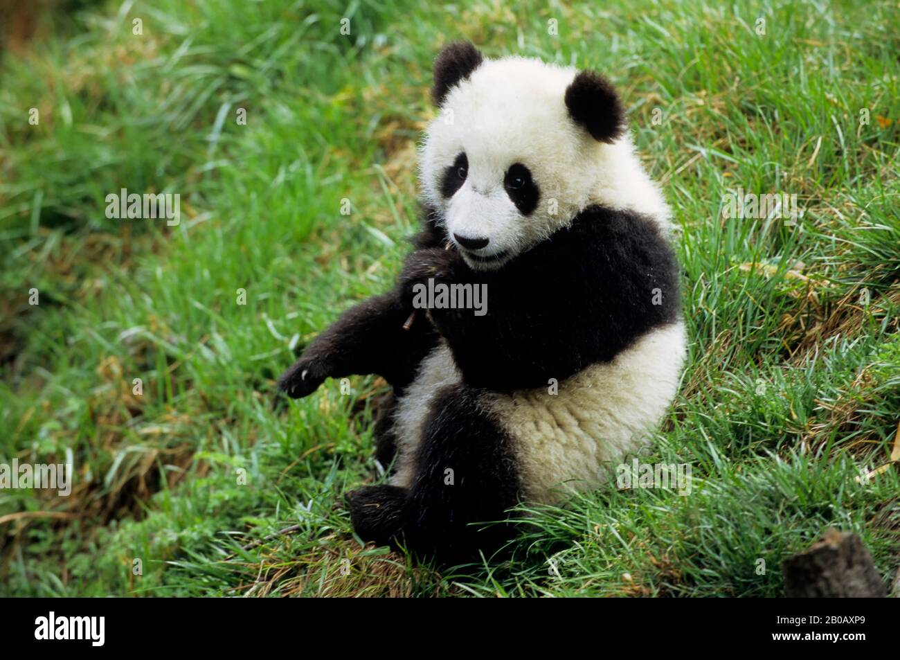CHINA, SICHUAN PROVINCE, WOLONG PANDA RESERVE, GIANT PANDA CUB ...