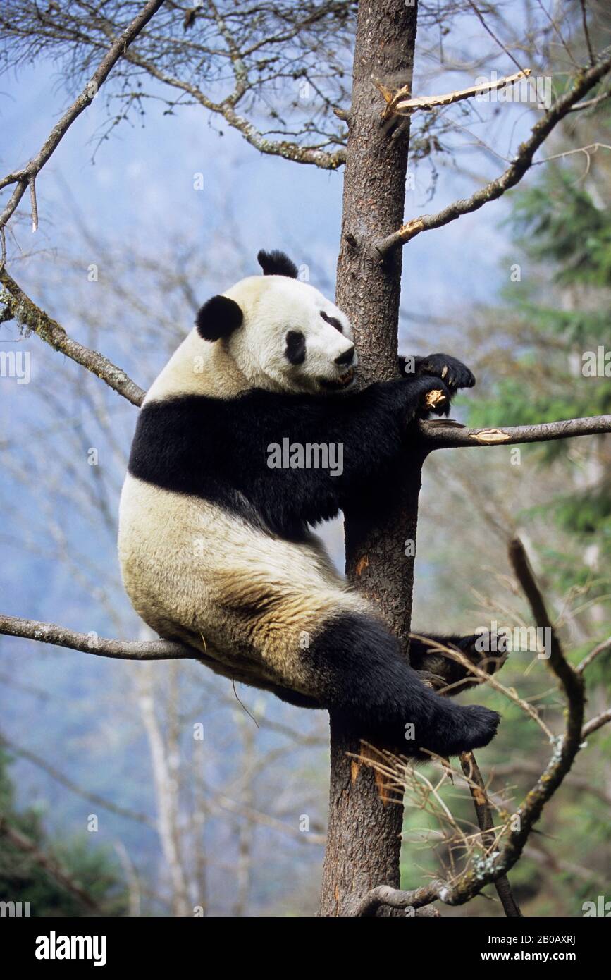 Panda China Wolong Panda Center High Resolution Stock Photography and ...