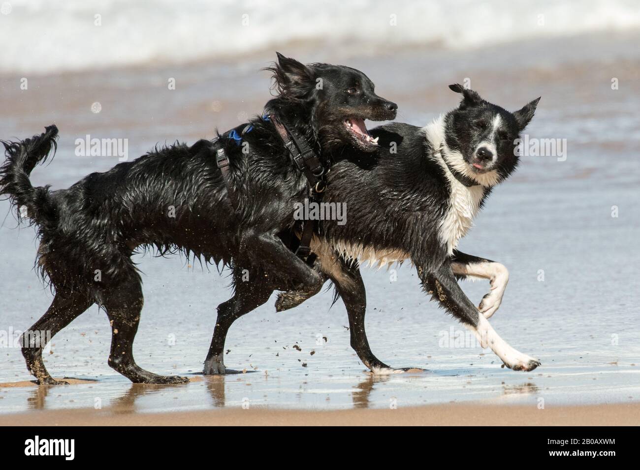 Pet dogs playing on beach Stock Photo - Alamy