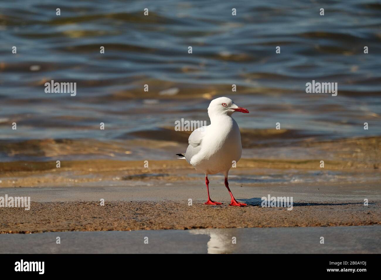 A silver gull, red beak and legs standing poolside head on profile body ...