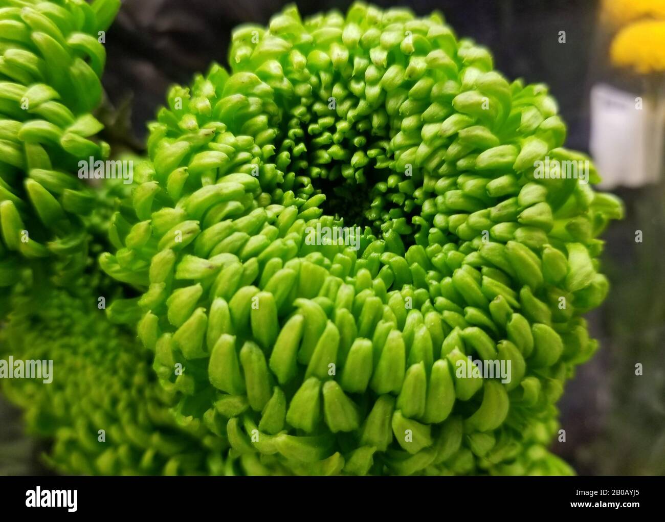 Green chrysanthemum flower hi-res stock photography and images - Alamy