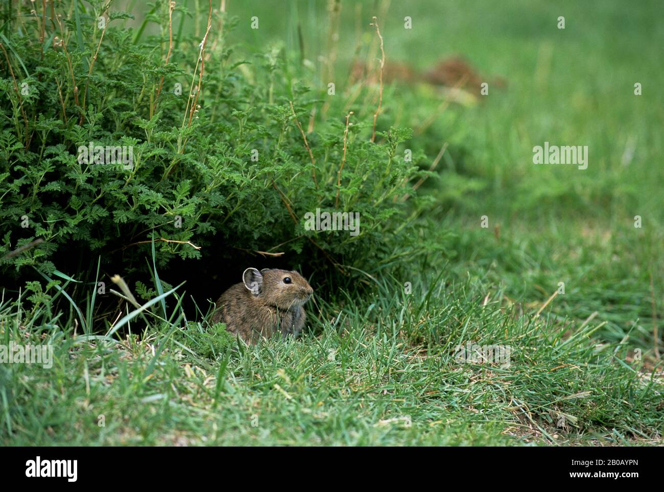 MONGOLIA, GOBI DESERT, NEAR DALANZADGAD, YOLYN AM VALLEY, DAURIAN PIKA ...