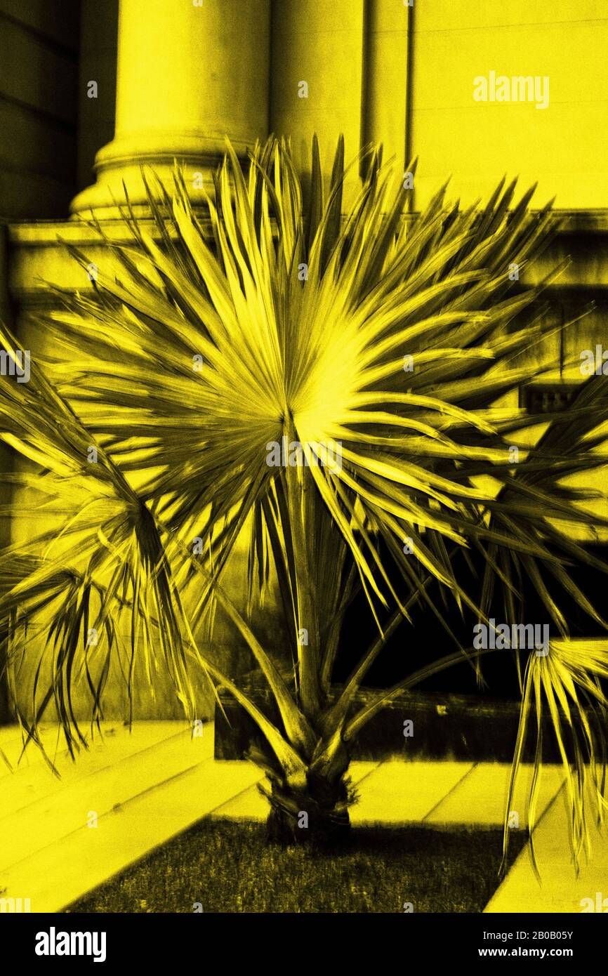 Spiky palm fronds hi-res stock photography and images - Alamy Spiky palm fronds hi-res stock photography and images - Alamy