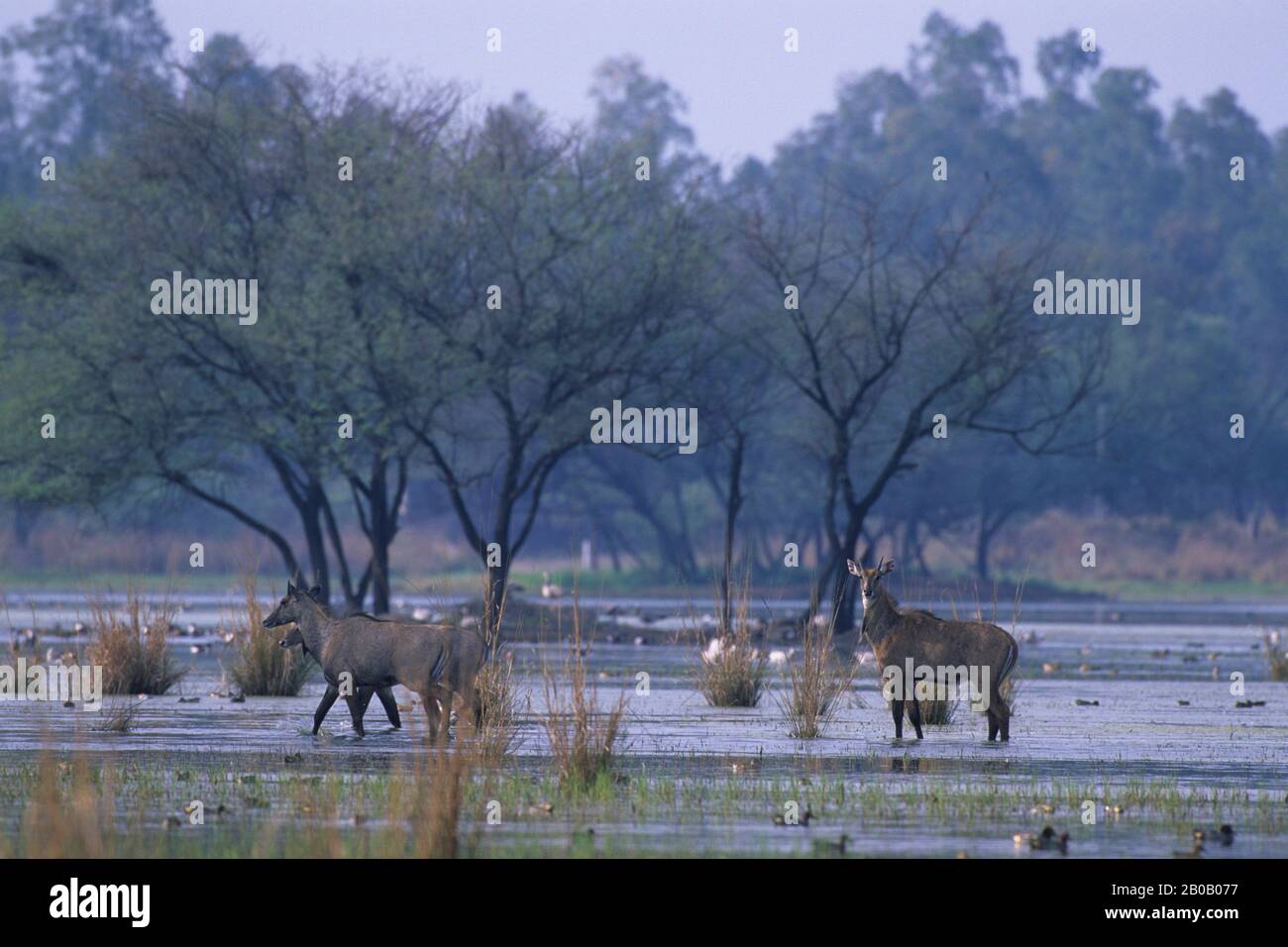 Blue bull india hi-res stock photography and images - Alamy