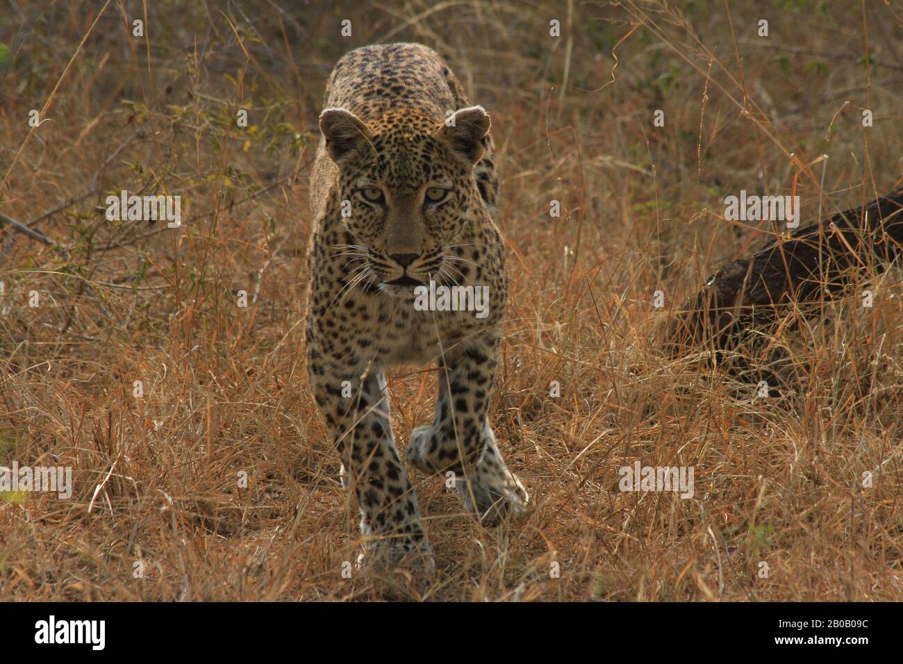 Leopard running hi-res stock photography and images - Alamy